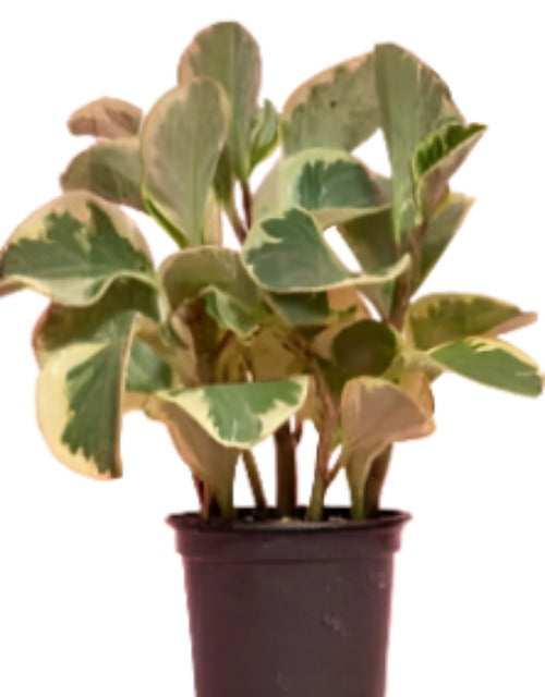 Baby Rubberplant Peperomia Variegated Plant Radiator Yellow Plant Yell ...