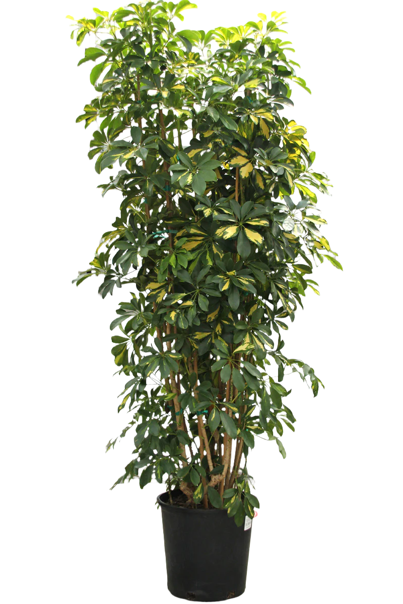 Schefflera Arboricola Plant 7 gallon Pot Schefflera Arboricola Plant U ...