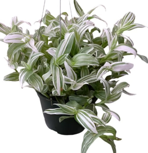 Tradescantia Green Plant 6Inches Giant White Inch Plant Hanging Foliag ...