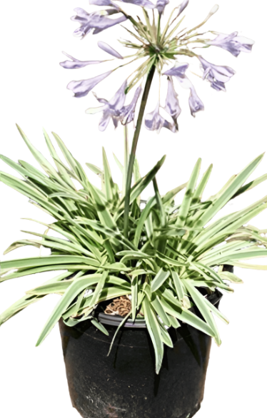Agapanthus Africanus Tinkerbell 1Gallon African Lily Tinkerbell White ...
