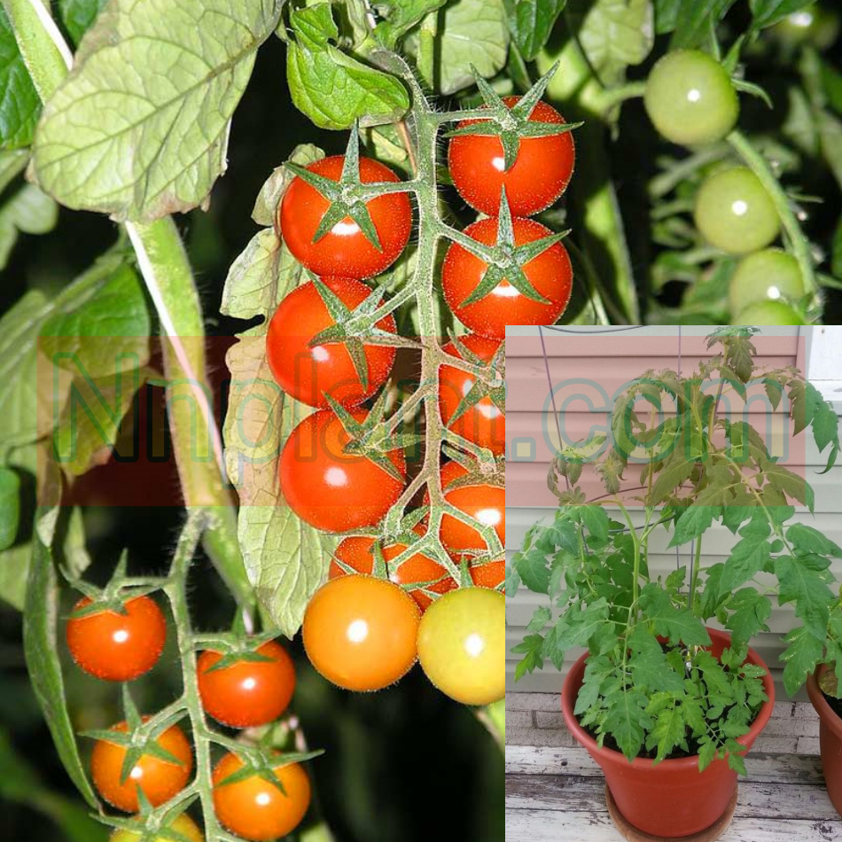 Grape Tomato Plants