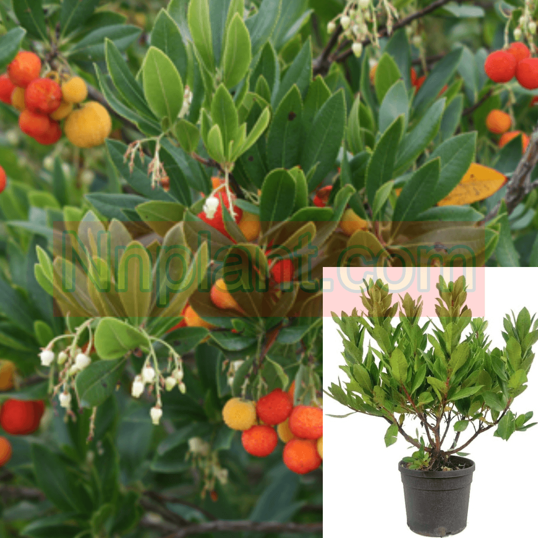 Arbutus Compacta 5 Gallon Strawberry Compact Live Plant Outdoor Fr7 ...