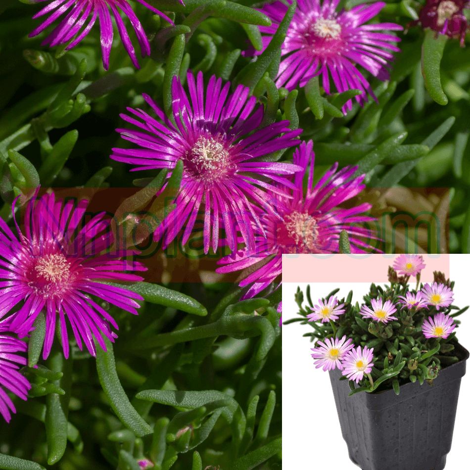Ice Plant Floribunda Purple Plant Ice Plant Purple Flower succulent gr ...