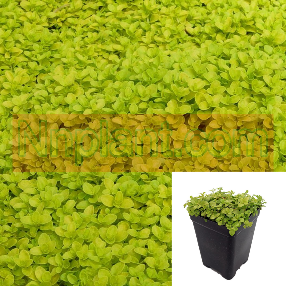 Creeping Speedwell Ground Cover