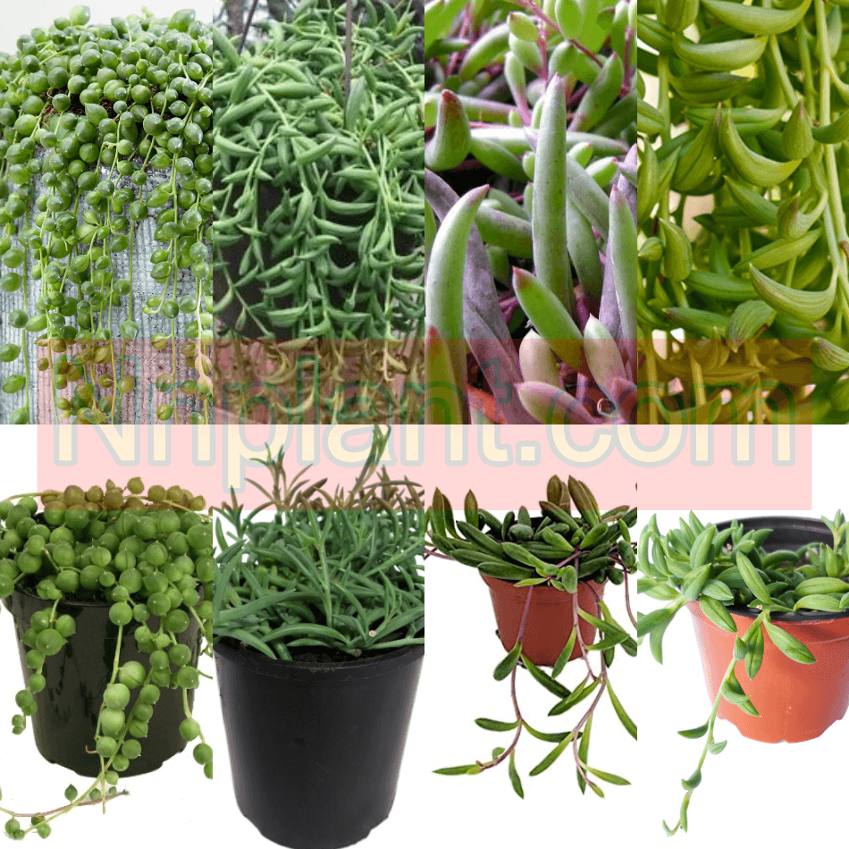 Combo Of 4 String Plant 4Inches Pot String Of Pearl String Of Fish Hoo ...