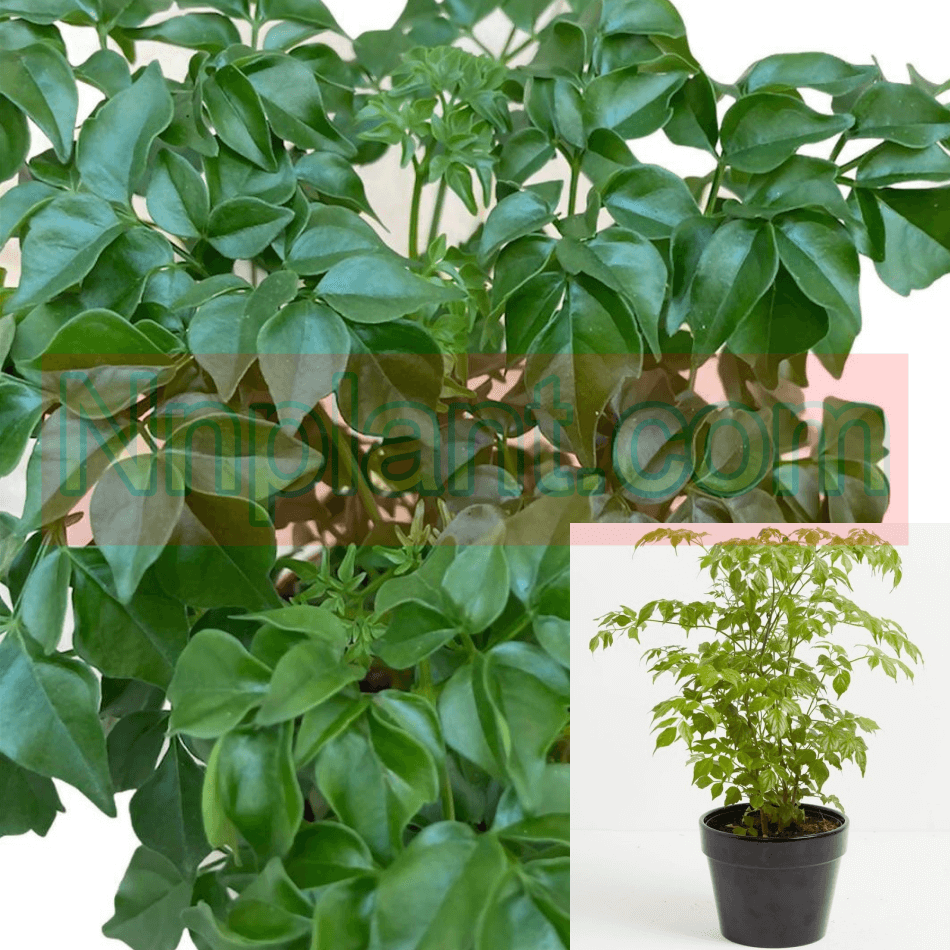 Radermachera China Doll tree Plant 14-24Inches 1 Gallon Sinica Live Pl ...