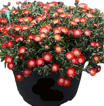 Delosperma Dyeri Red Mountain Plant Ice Red 1 Gallon Hardy Ice Live Pl ...