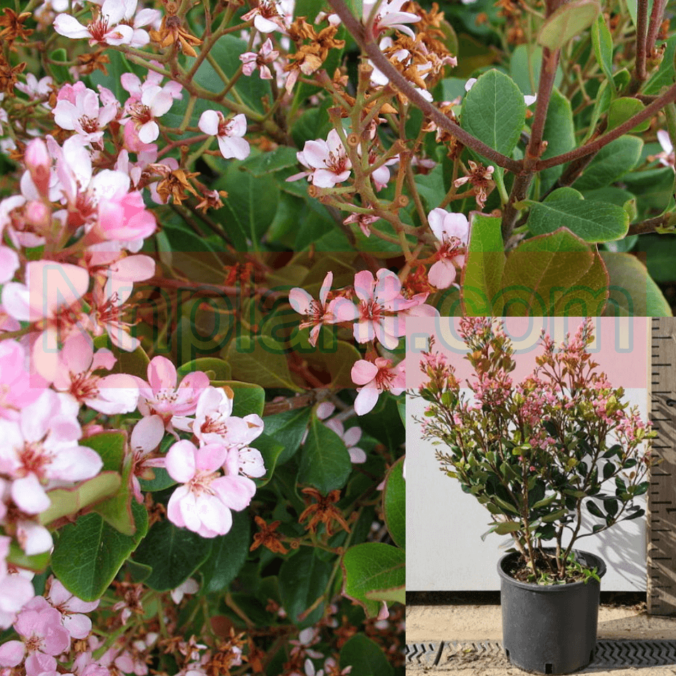 Indian Hawthorn Tree