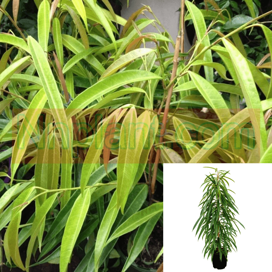 Ficus Sabre Plant Binnendijkii Dwarf Leafed Fig Long Leaf Tree – NNplant