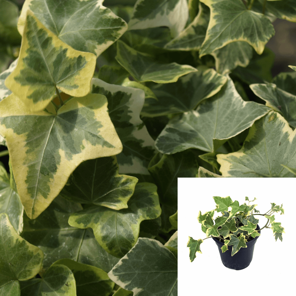 Ivy English Ivy Yellow Green Variega Ivy 4Inches Pot Hanging Live Plan ...
