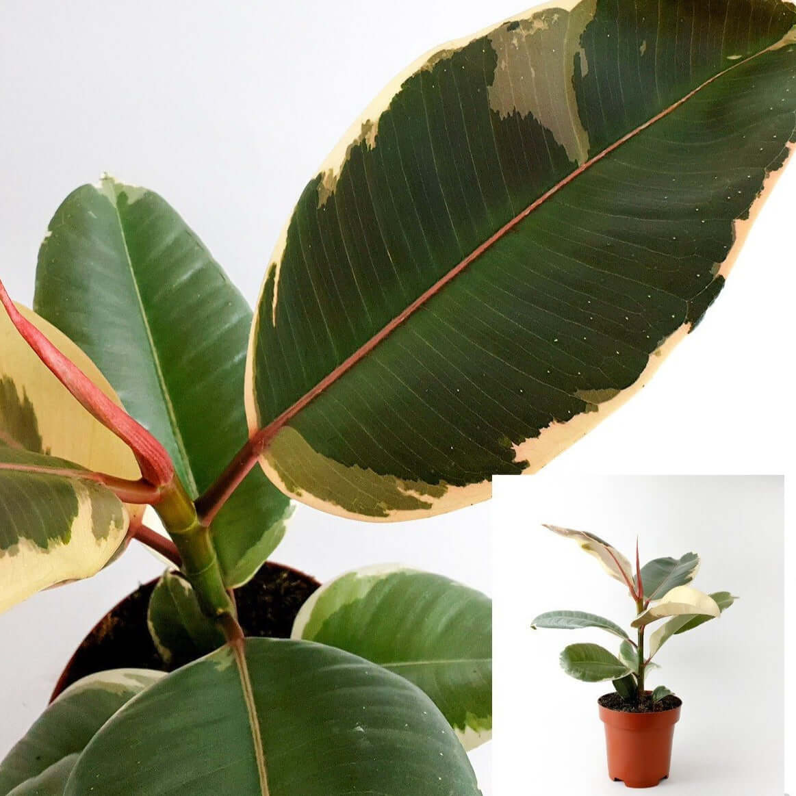 Ficus Variegated Ficus Rubber 6Inches Pot Foliage Ht7 Ficus Tineke Var ...