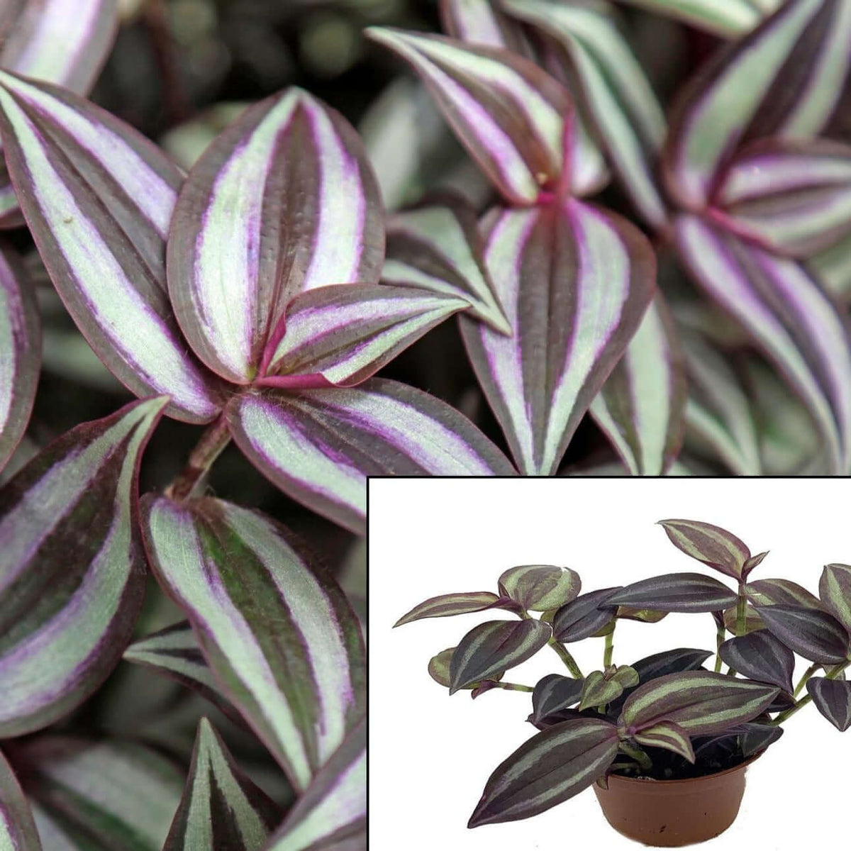 Tradescantia Zebrina Pendula Purple Wandering Jew Flowering – NNplant