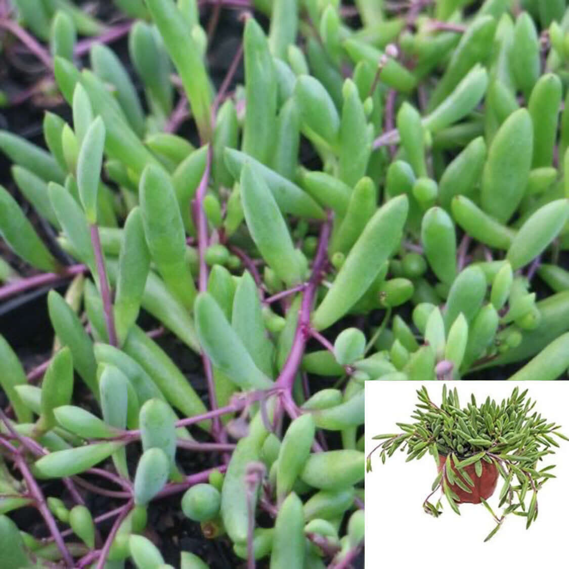 Othonna Capensis Rare Ruby Necklace succulent Little Pickles Plant ...