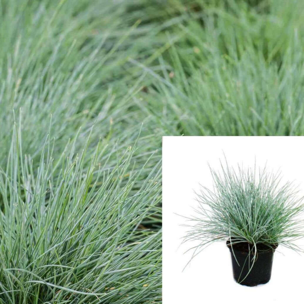 Festuca Glauca Blue Grass Fescue 1Gallon Festuca Glauca Live Plant Ht7 ...