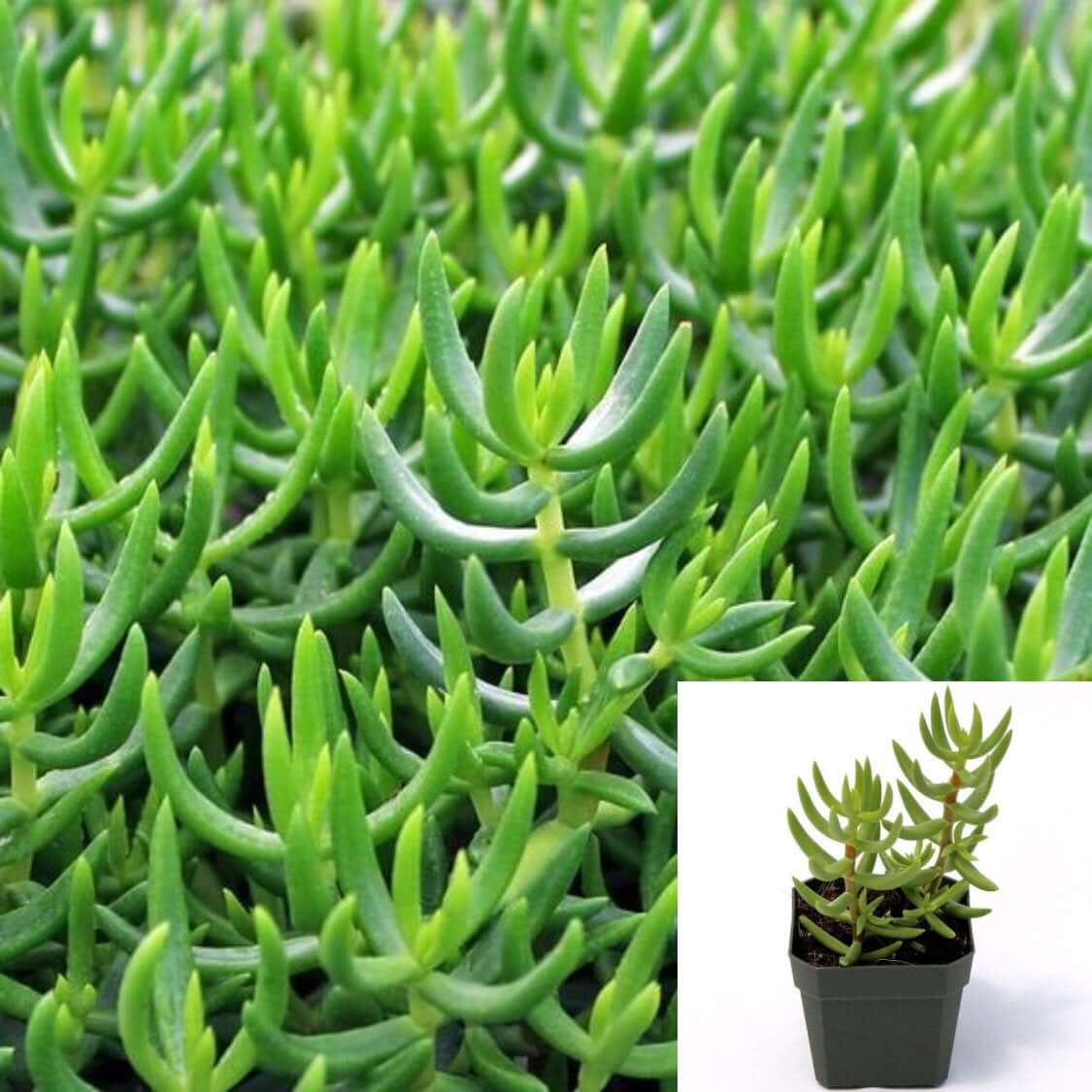 6 packs of 2 inches pot 6 plants Crassula Miniature Pine Tree Jade Pla ...