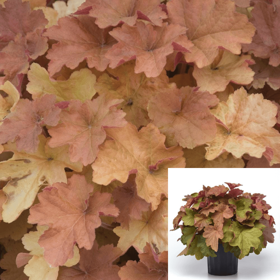 Heuchera Villosa Caramel 1 Gallon Coral Bells Alum Root Orange Plant O ...