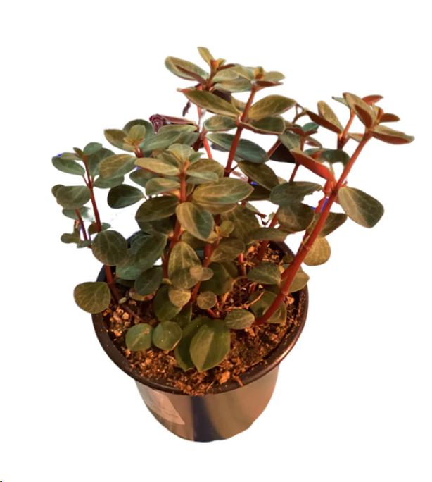 Peperomia Japonica Plant 6Inches Peperomia Low Maintenance Peperomia P ...