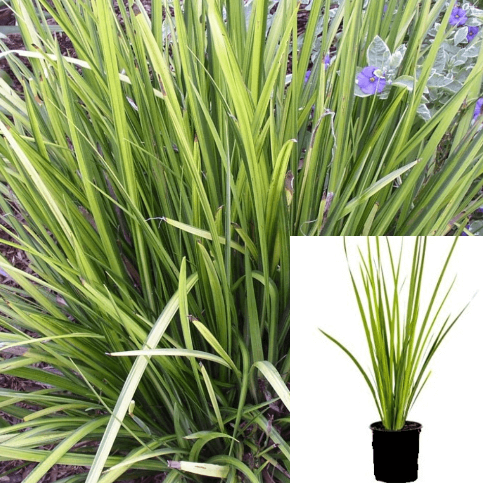 Dietes Variegata 5Gallon Dietes Vegeta Fortnight Lily Variegata Flower ...