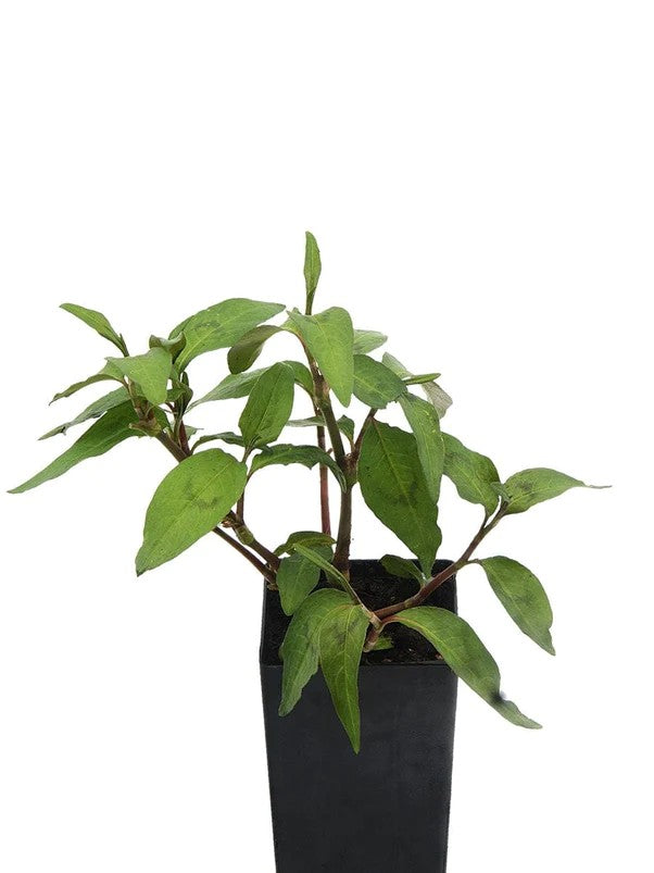 Coriander Vietnamese Mint Rau Ram Live Plant Full Mature Plant 4Inches ...