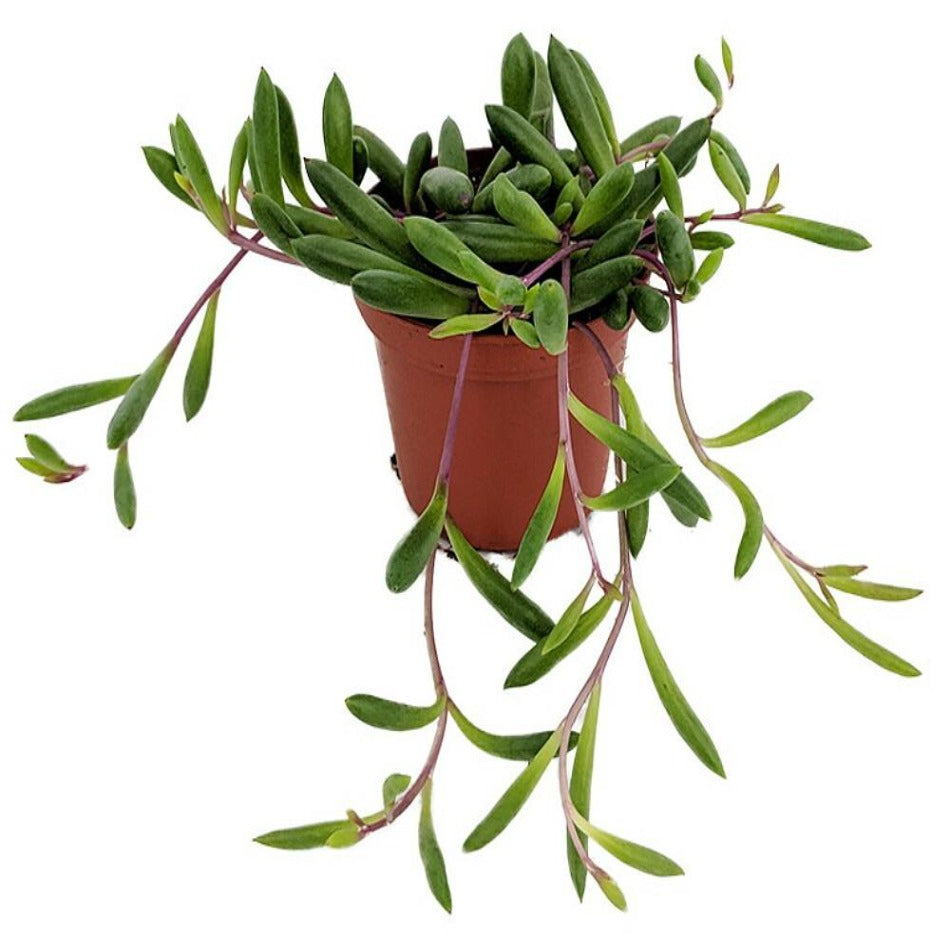 String Of Rubby succulent Purple Pickle 4Inches Pot – NNplant