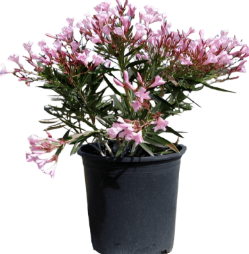 Nerium Oleander Pink Beauty Bush 5 Gallon Double Plant Live Plant Mrht ...